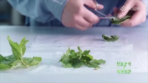 蚕宝宝为何独爱桑叶?背后的奇妙秘密,快来一探究竟