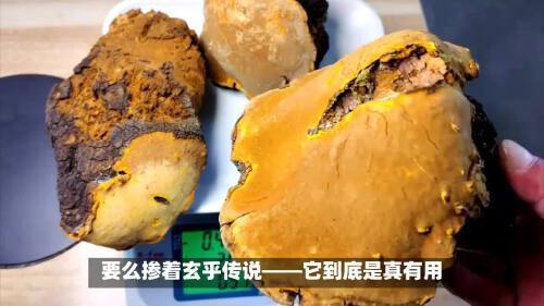 桑黄粉是智商税吗?总感冒胃痛关节不适的人必看真相!