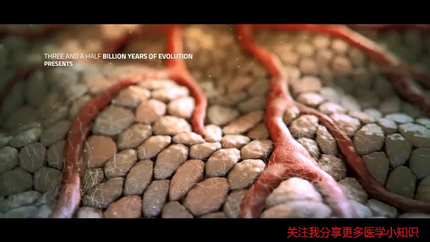 医学科普动画“人体细胞是怎么样的?”拓宽你的视野