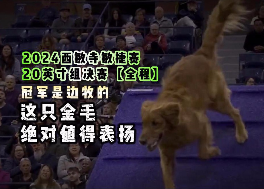 边牧虽然第一,但这只金毛着实惊艳!2024西敏寺犬展敏捷赛【20英寸组...