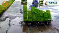 日本高产水稻栽培过程, 全程机械化操作, 看完不得不佩服