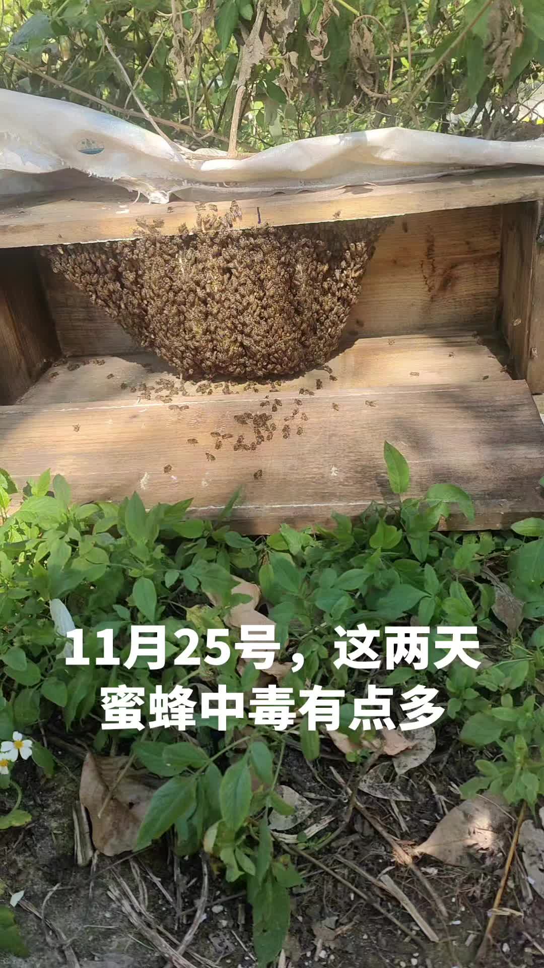 ...蜜蜂中毒的没有去年的严重,希望时间不要太长就没关系#农家土蜂蜜