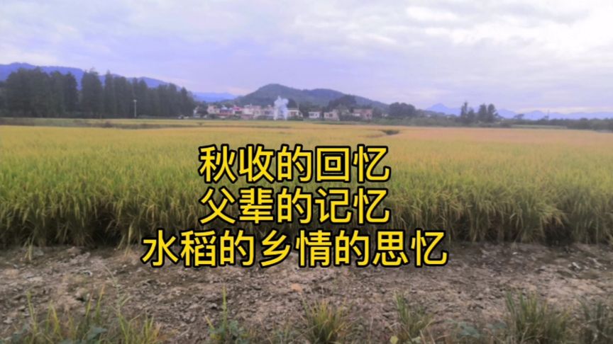 第一次拍摄家里水稻,让你速览水稻的一生,