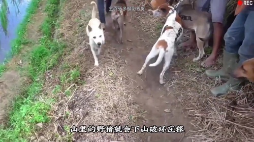 究竟是鹿还是牛的奇趣动物,想知道的快来看看!