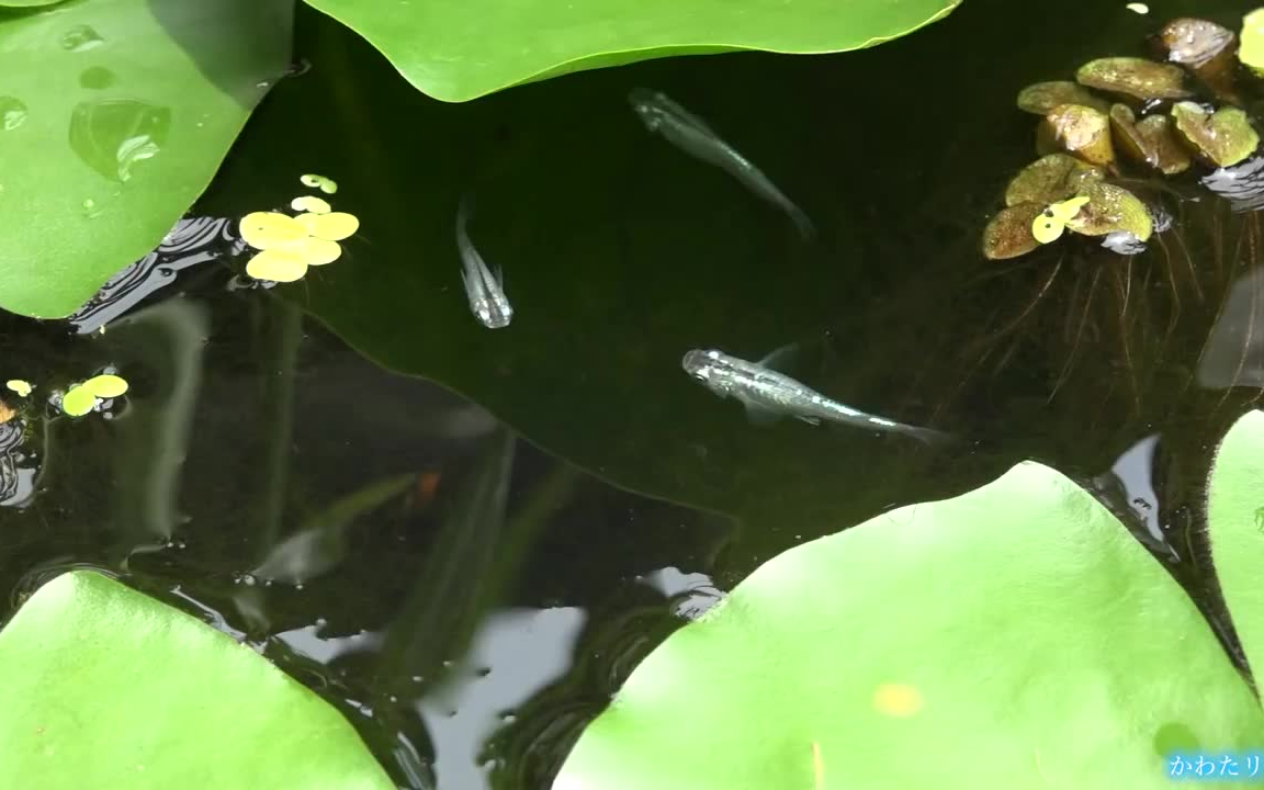 密恐慎入【观背青鳉】,教你如何养蚊子幼虫孑孓来喂鱼,密集恐惧症,鱼...