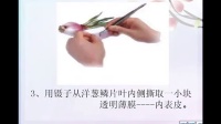 制作临时洋葱鳞片表皮细胞玻片标本