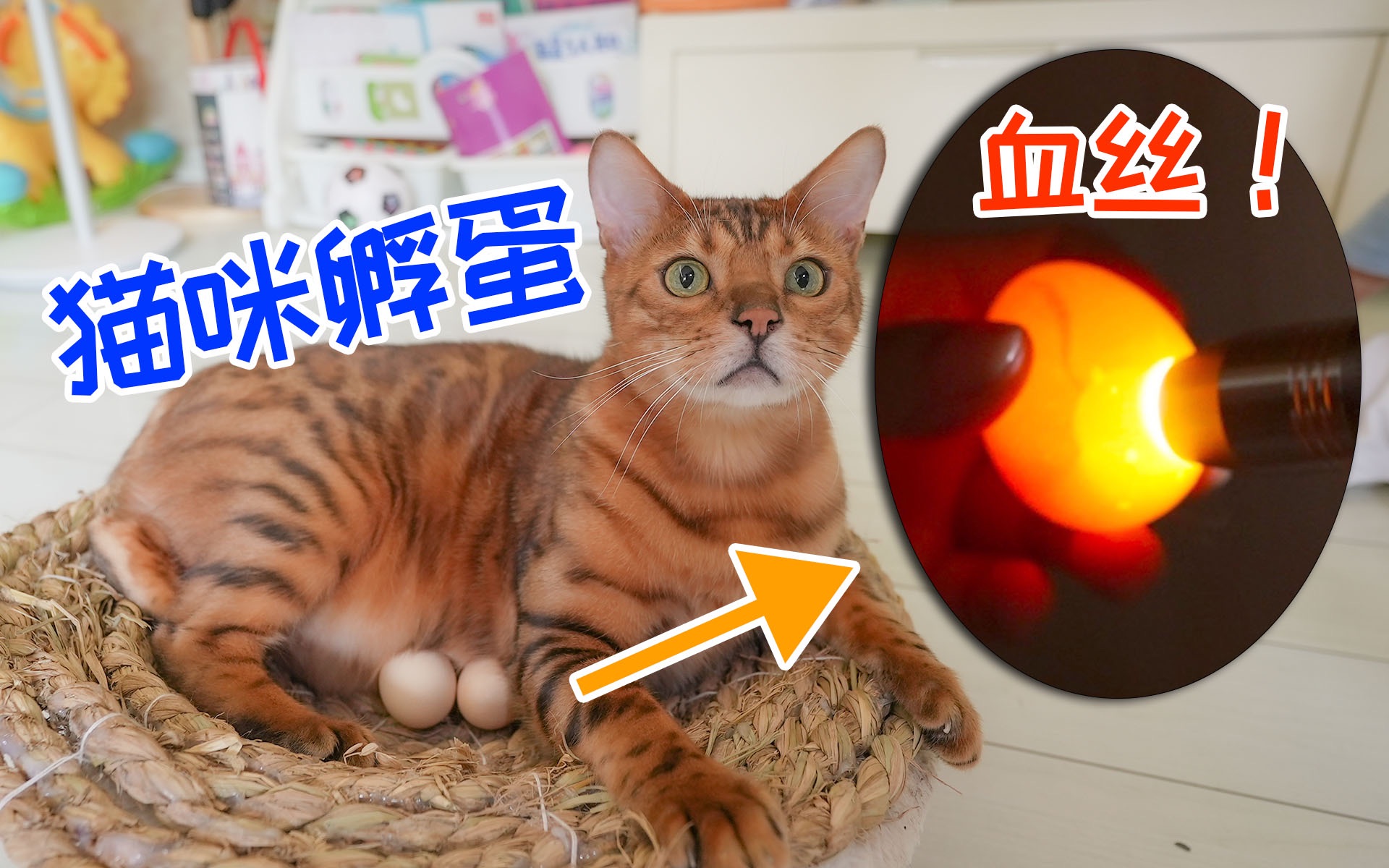 这只公猫比母鸡都会孵蛋,孵蛋的活被猫抢了!