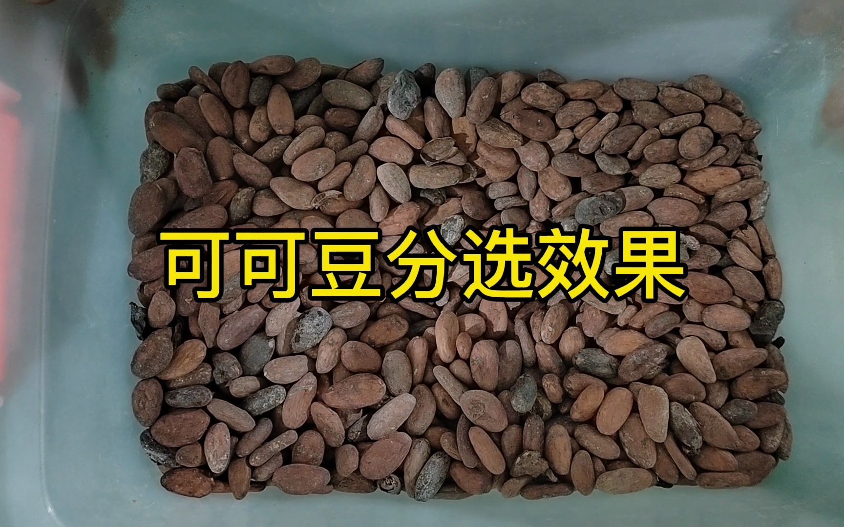 可可豆分选机,可可豆色选机,咖啡豆筛选机。