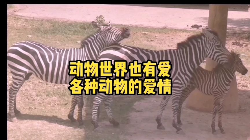 动物世界的情感(不同动物的不同表现)@西瓜创作研究中心
