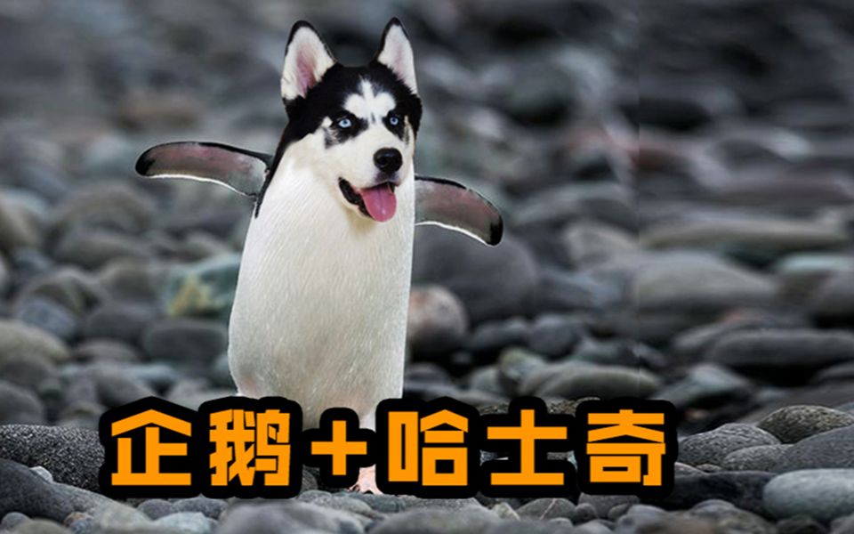 ps恶搞合成:当企鹅和哈士奇组合后,这是什么生物,太搞笑了