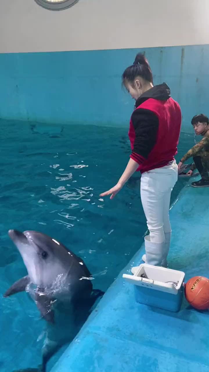 一定不要错过的海豚表演