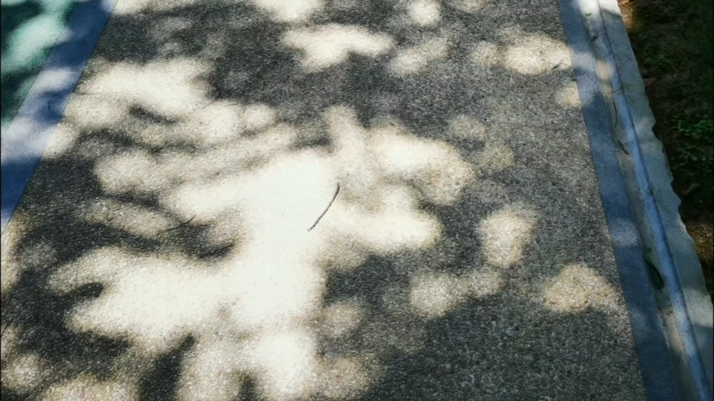 来自武夷山的香樟木到了,是真香