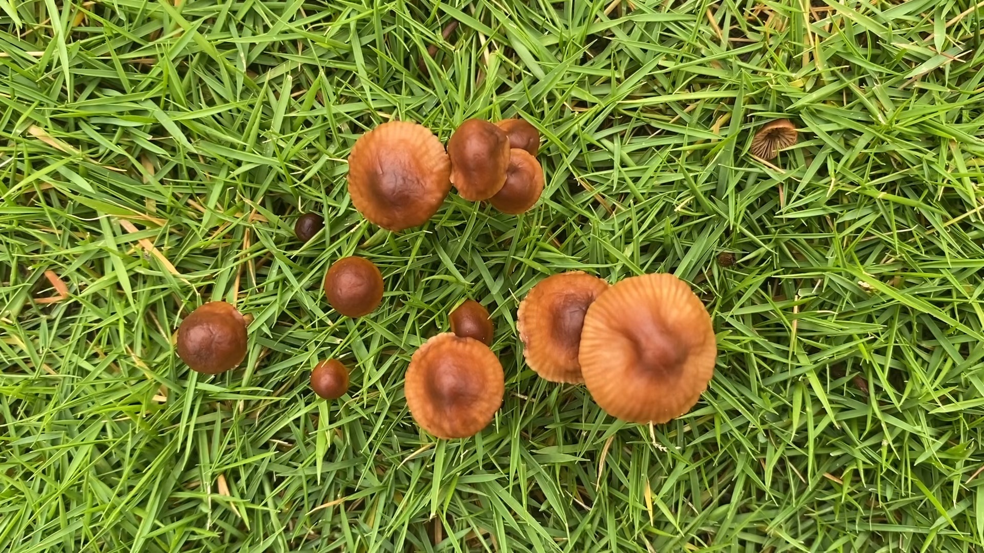 杨梅与蘑菇