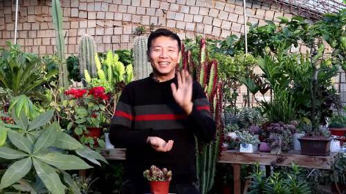 多肉植物冬季买到怎么栽种?教你2种方法!