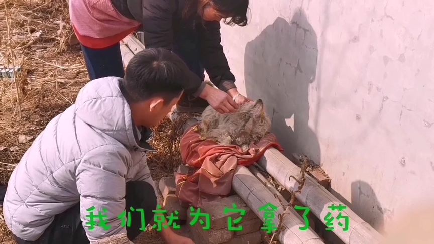 新型冠状病毒时期,狗狗生病了,自己动手医治,这么做对吗?