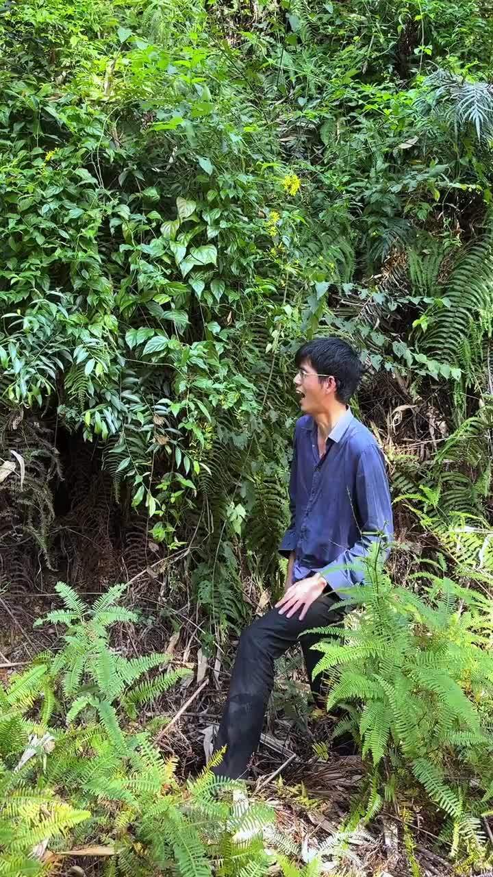 断肠草又开花了认识一下