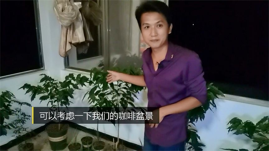 室内种植咖啡盆景 要学会看什么时候该浇水 才能喝上自己种的咖啡