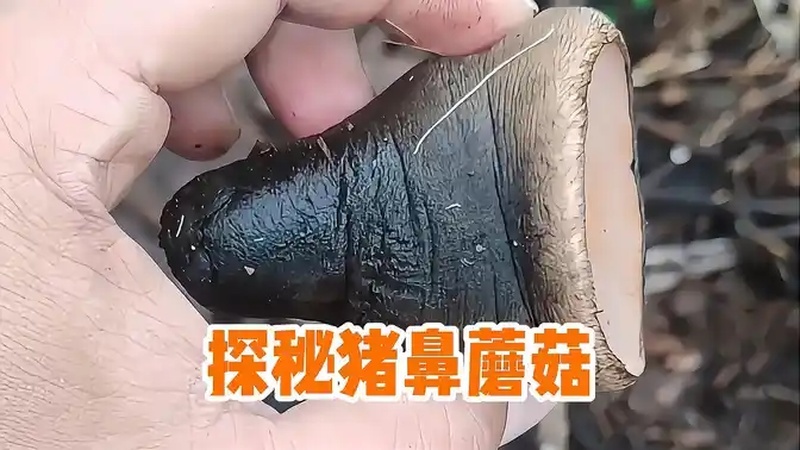 探秘猪鼻蘑菇生长环境,教你如何安全美味地吃蘑菇!