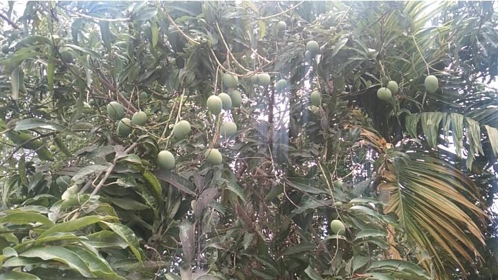 请大家看看一棵芒果树长满满的芒果好多好多