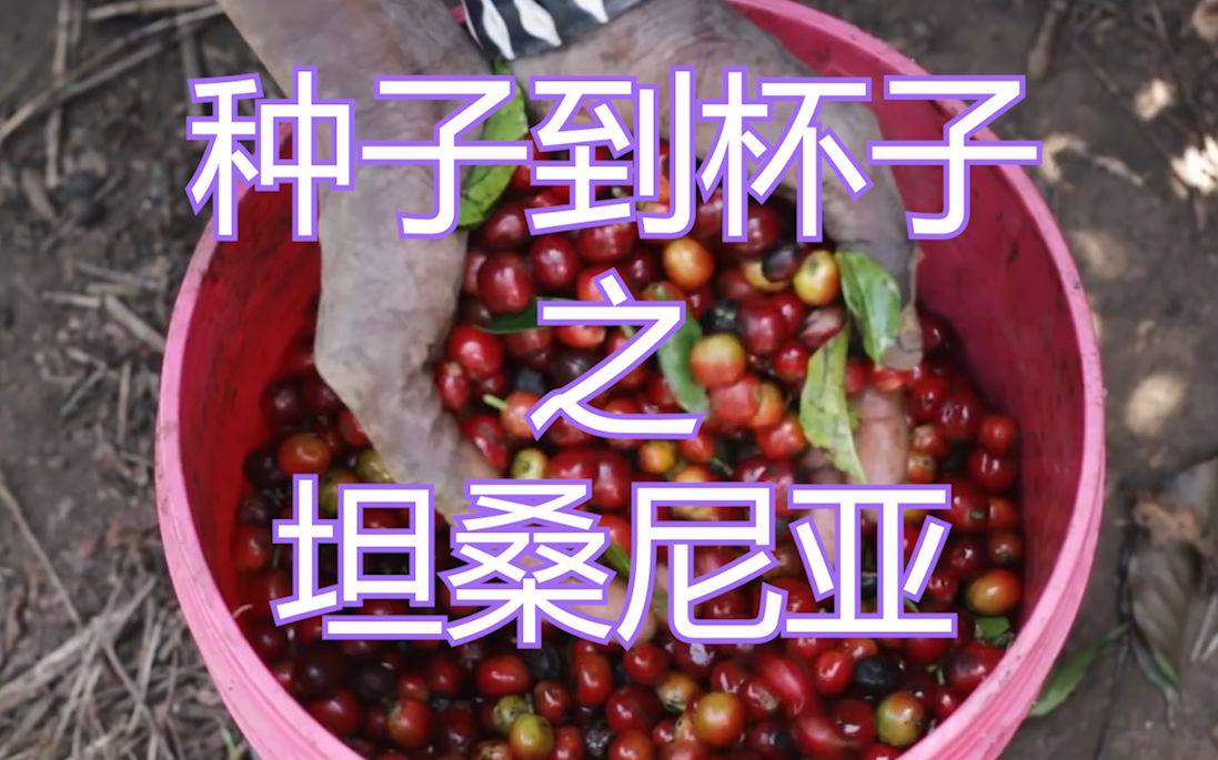咖啡是如何种植的-坦桑尼亚篇【银河系喝咖啡指南】【摸豆人咖啡...