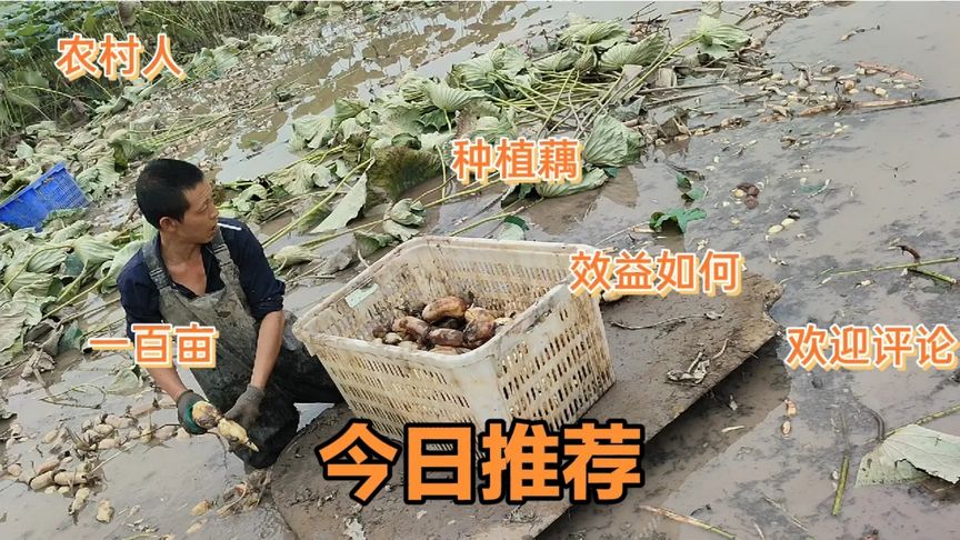 农村人利用闲置土地种植100亩莲藕,效益如何?我们一起去看看!
