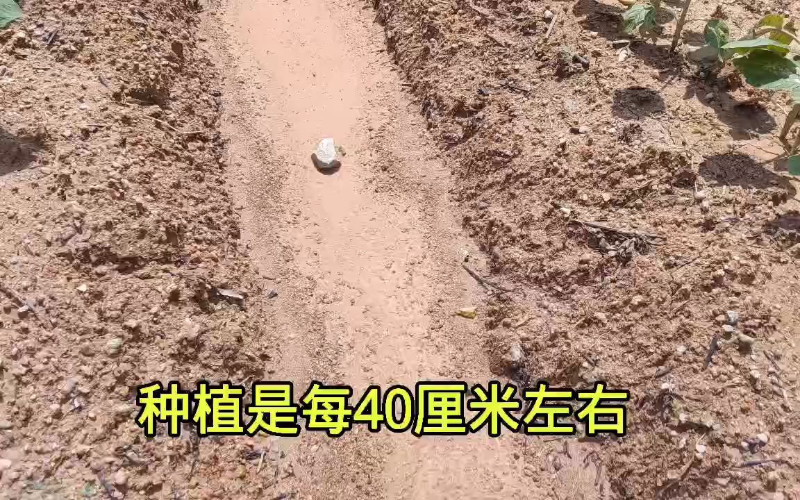 花生种植需要什么土壤,种植时间安排,种植方法和施肥管理