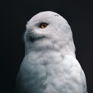 阿兹卡班的波糖 