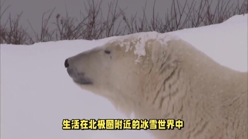 北极熊生存挑战(2