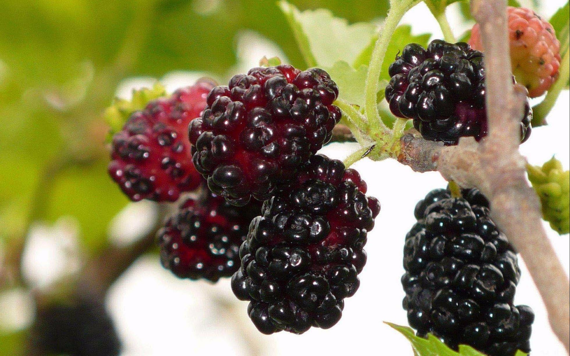 桑葚泡酒有诀窍,掌握这几点,酸酸甜甜不够喝,放一年都不坏!