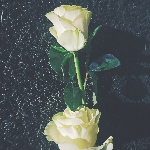 虫虫娱乐 