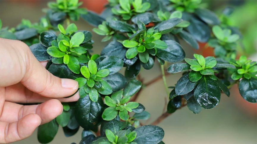 杜鹃花开花后,谨记这些养护方法,新枝叶更大,更强壮