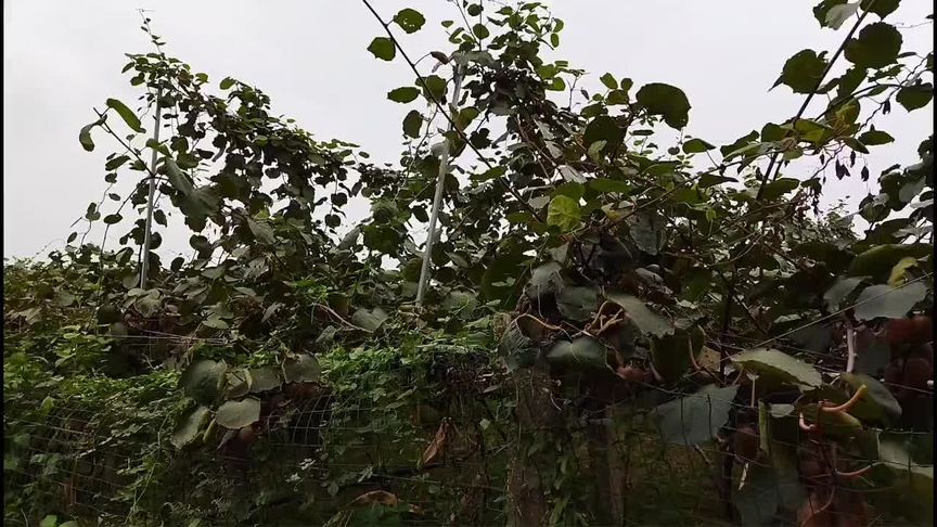 沿途看到的翠香牵引架。