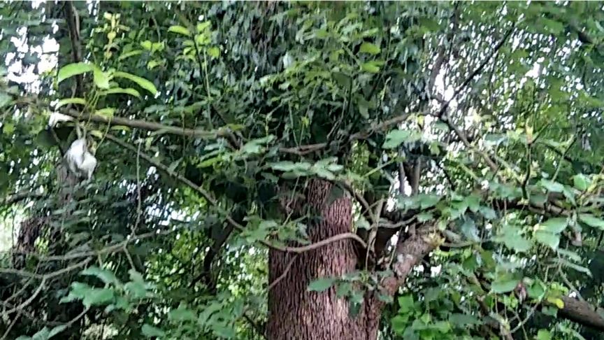 百年古树香樟树听老人说是