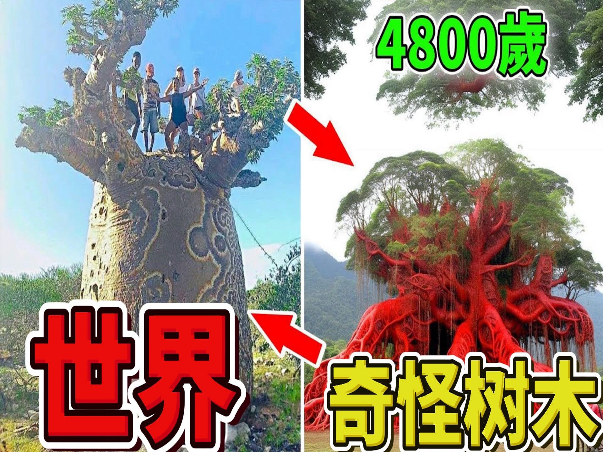 全世界上最奇特的10种树,一棵树居然活了4800岁,树皮还能流血_世界...