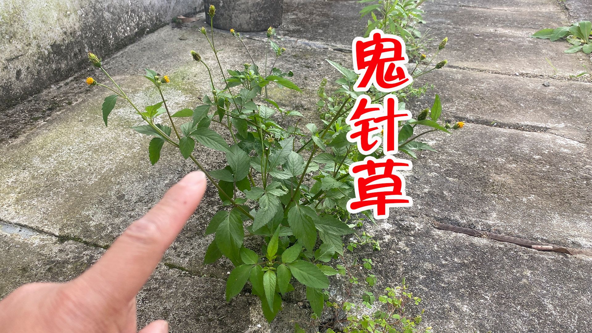 农村讨厌的鬼针草,很多人不知道它用途强大,赶紧认识下