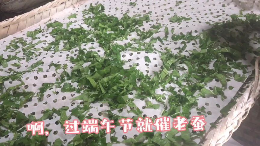 种桑养蚕第二季#蚕宝宝成长记 ,这周末回家好好记录一下