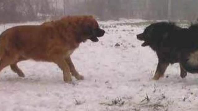 比特都不敢惹高加索犬,那藏獒和...