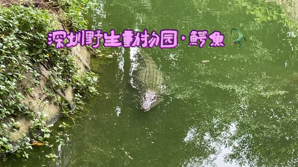 深圳野生动物园的鳄鱼