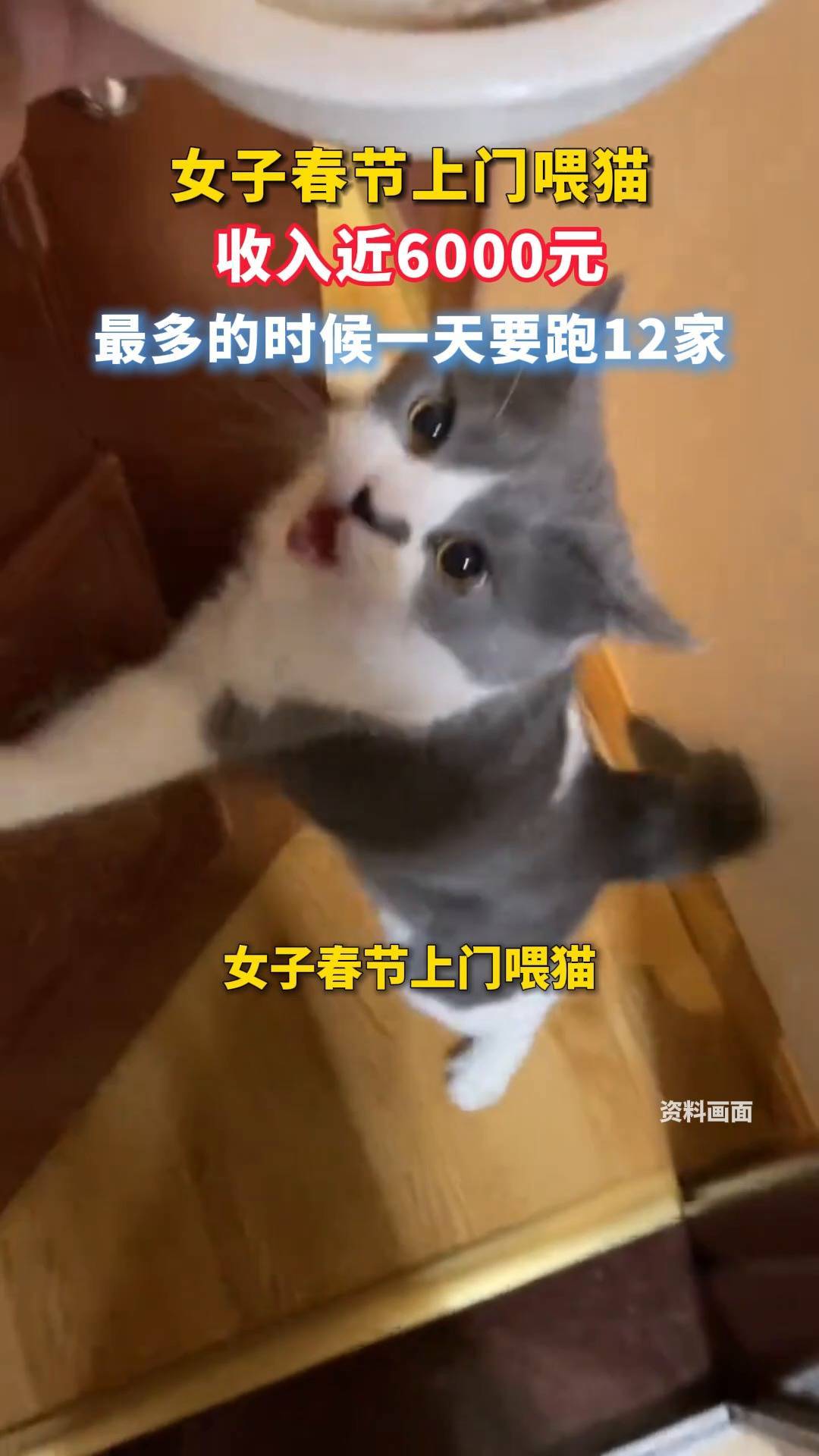 女子春节上门喂猫收入近6000元,最多的时候一天要跑12家。