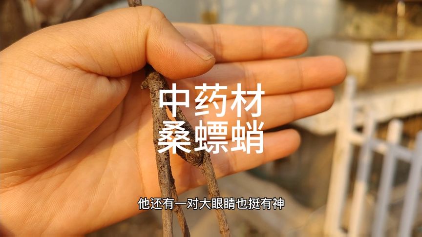 桑螵蛸,中药材。