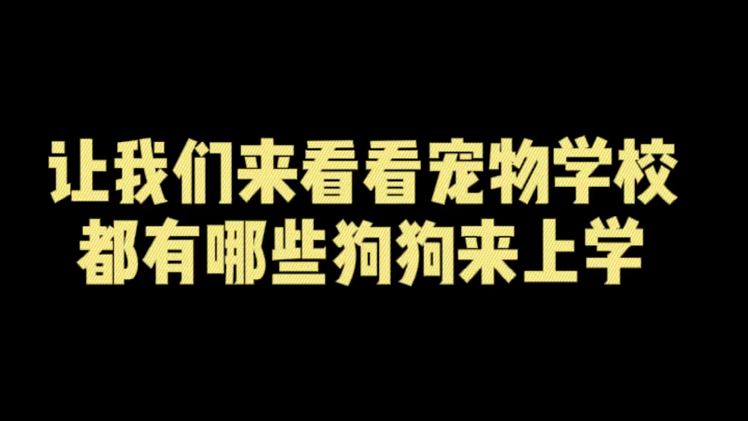 看看宠物学校都有哪些狗狗来上学