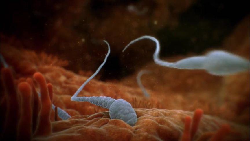 涨知识:人类的形成