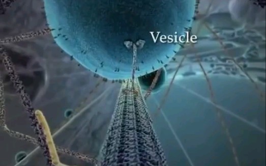 细胞内部动态结构,一个细胞就是一个世界。