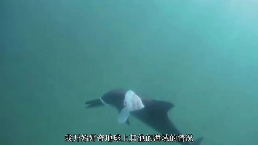那些被塑料垃圾伤害的海洋动物