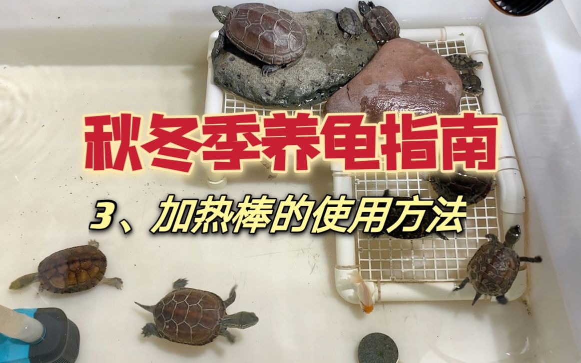 秋冬季养龟指南第三期,加热棒的使用方法和实际细节介绍