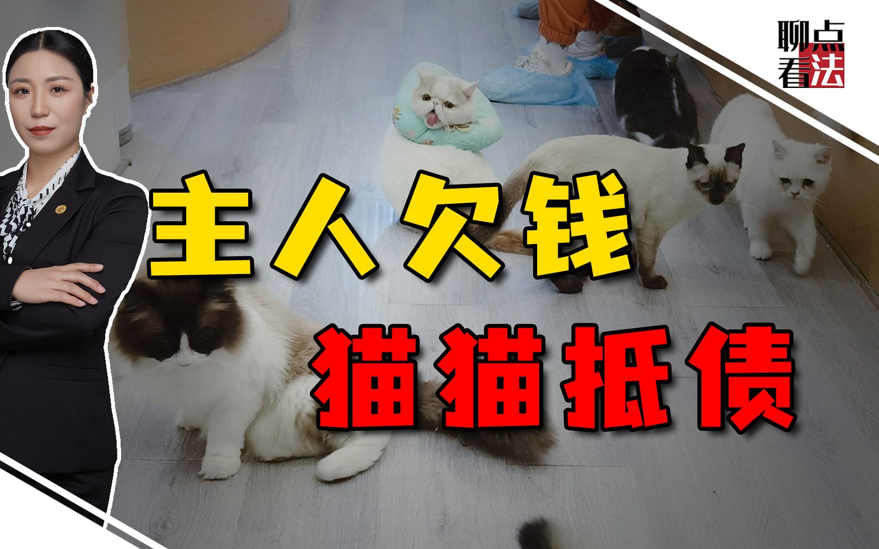 买法拍房又贵又有风险,法拍猫一出,网友们觉得自己行了