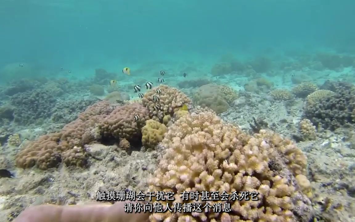 为什么珊瑚礁会濒临灭绝?