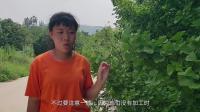 银杏叶好处真不少, 治疗哮喘胃部样样行, 你了解吗