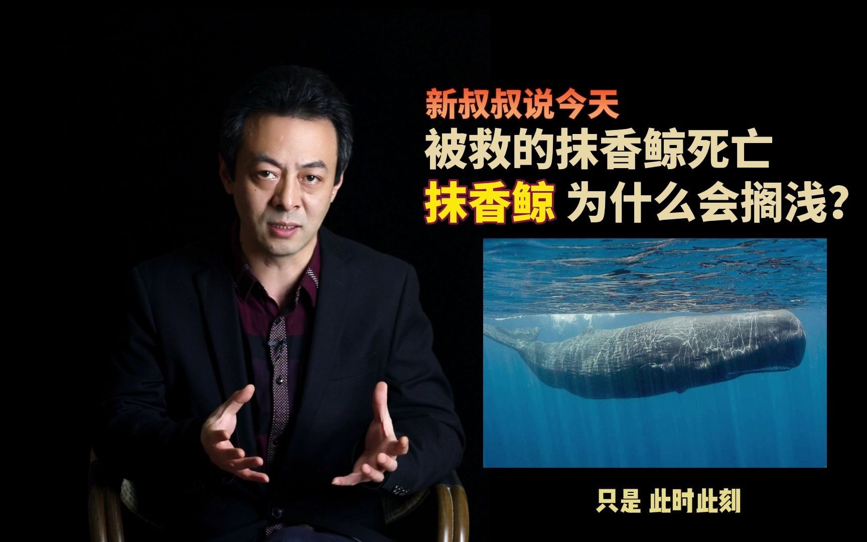 搁浅被救的抹香鲸死亡,抹香鲸为什么会搁浅?