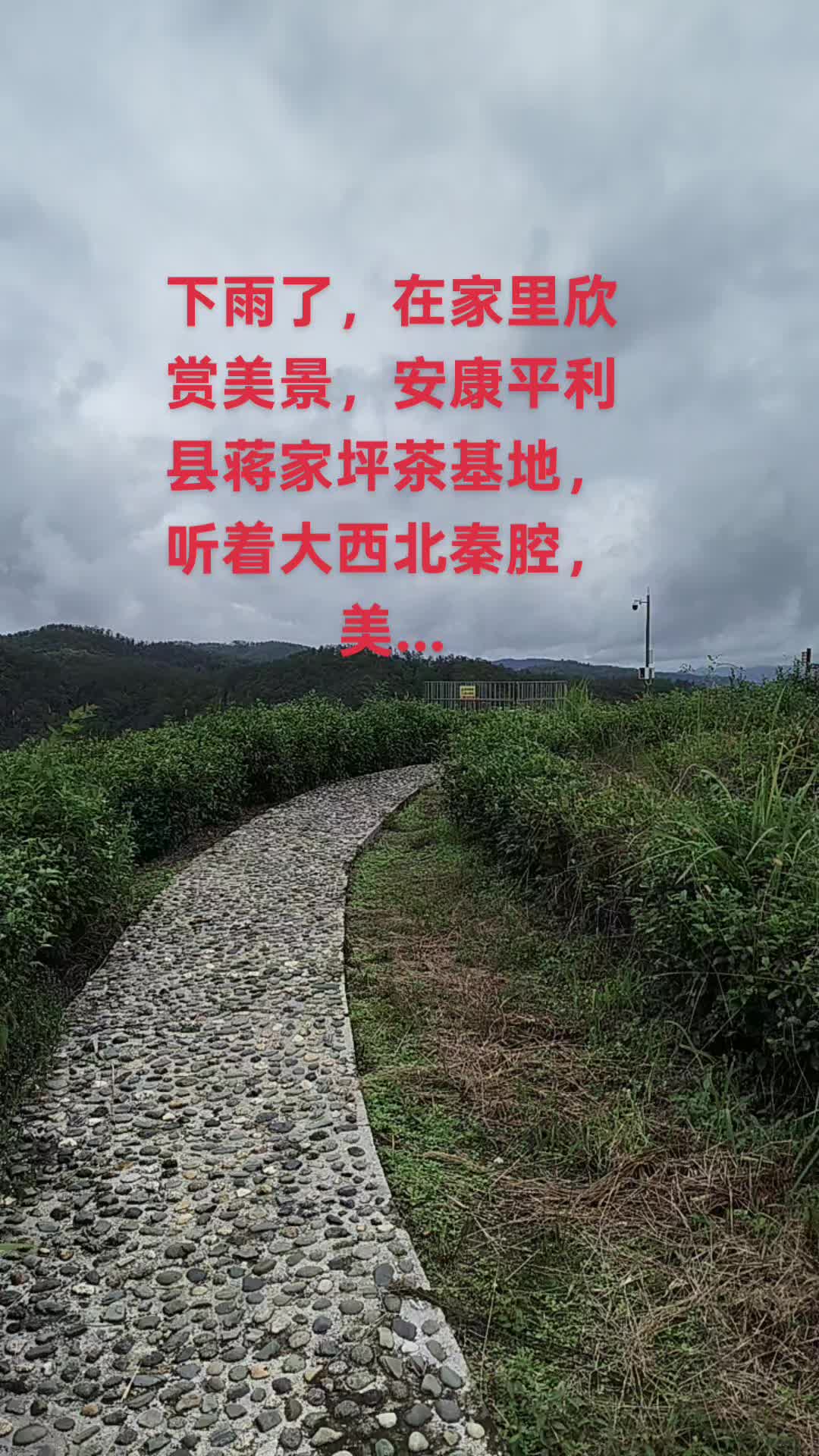 安康平利富硒茶#低温天气